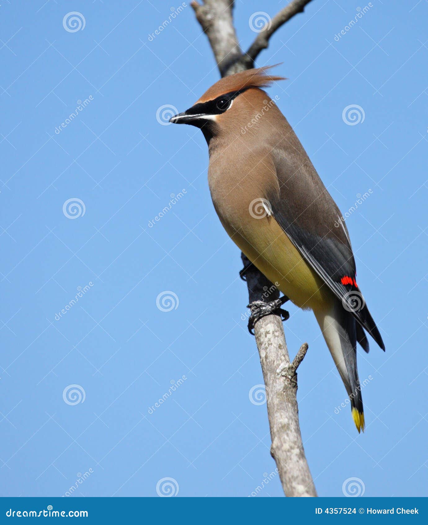 Cedar Waxwing stock photo. Image of cedrorum, cedar, wildlife - 4357524