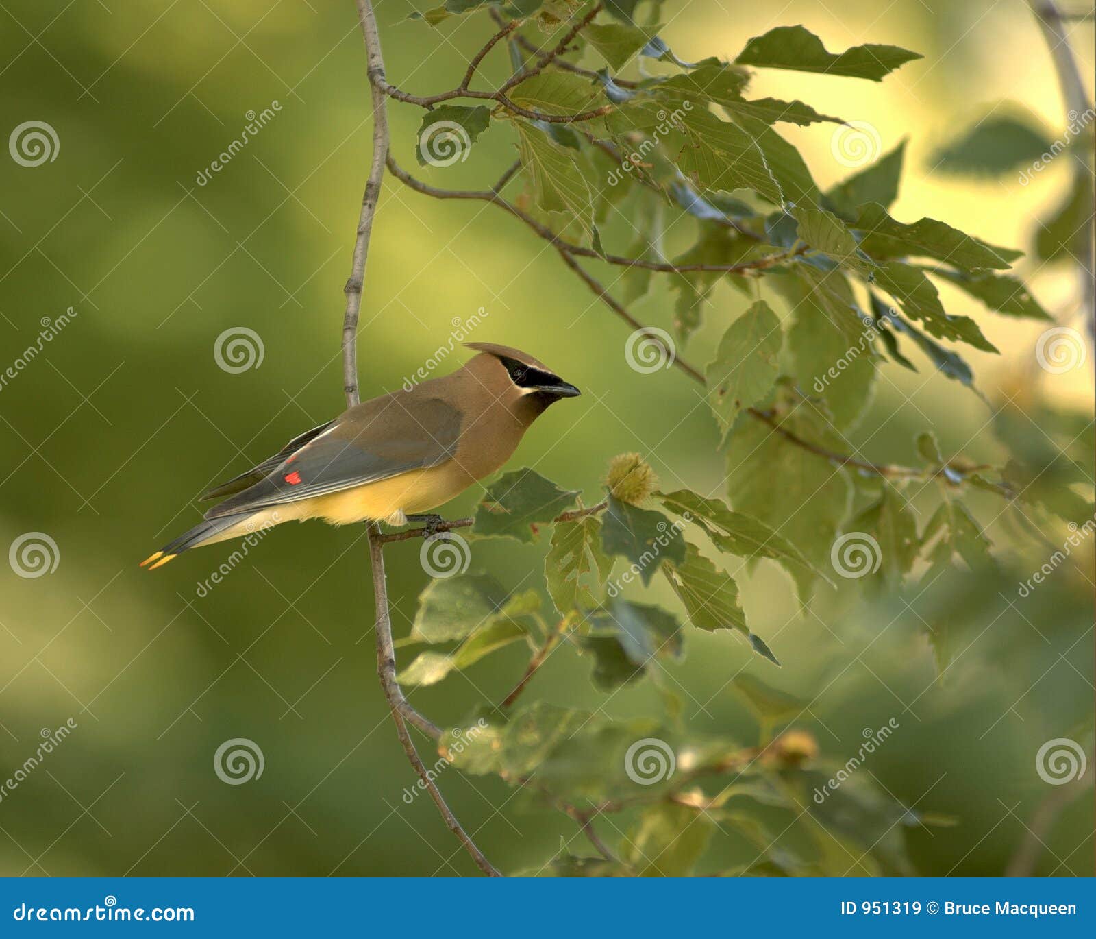Cedar Waxwing stock image. Image of cedar, nature, birdwatching - 951319