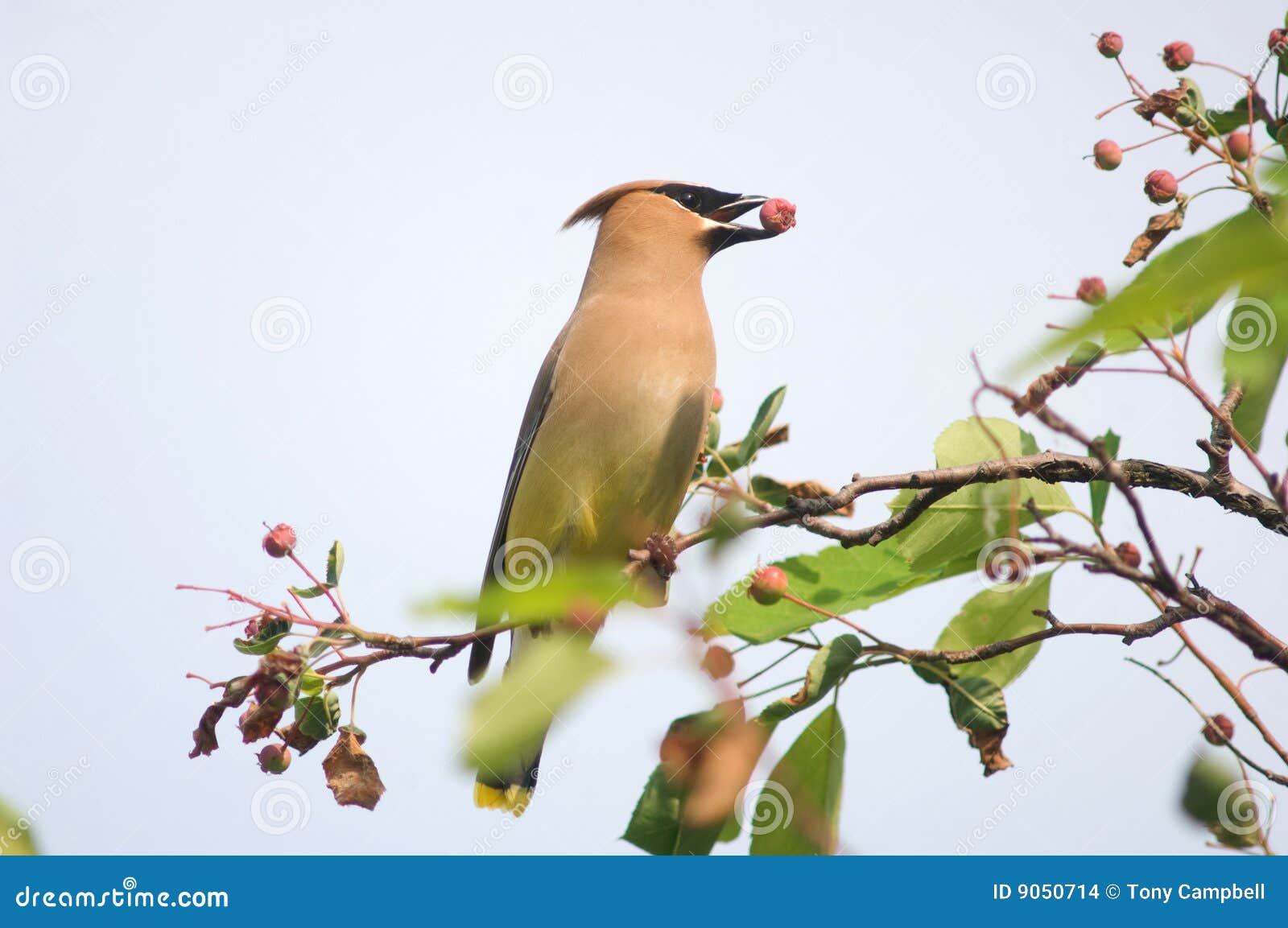 Cedar waxwing with berry stock photo. Image of beak, nature - 9050714