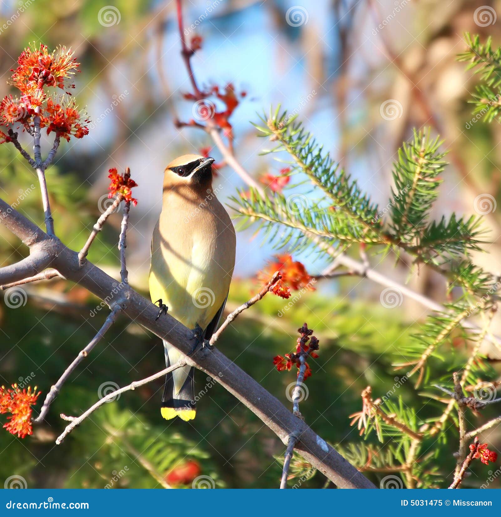 Cedar Waxwing bird stock image. Image of branches, avian - 5031475