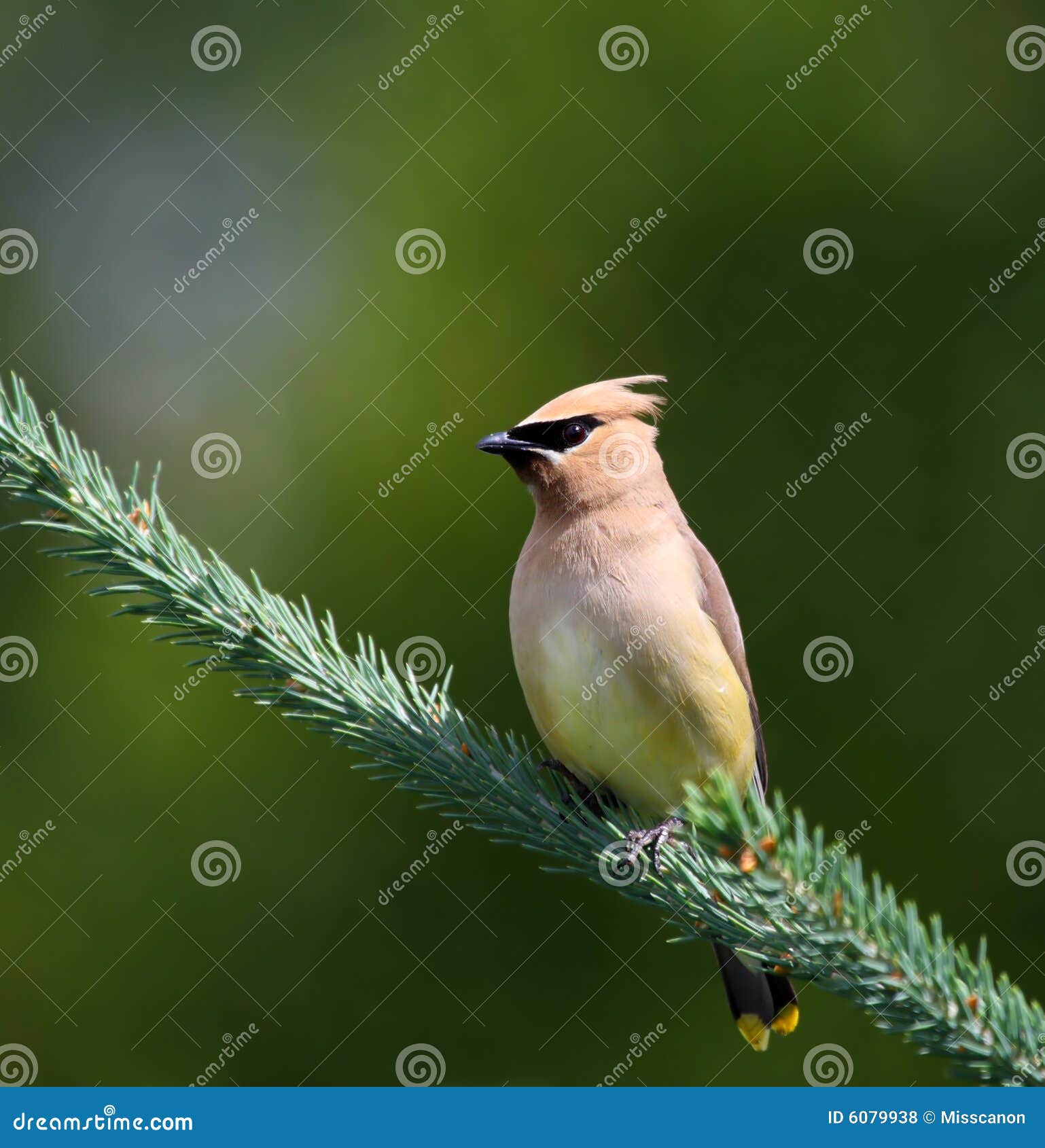 Cedar Waxwing bird stock photo. Image of evergreen, masked - 6079938