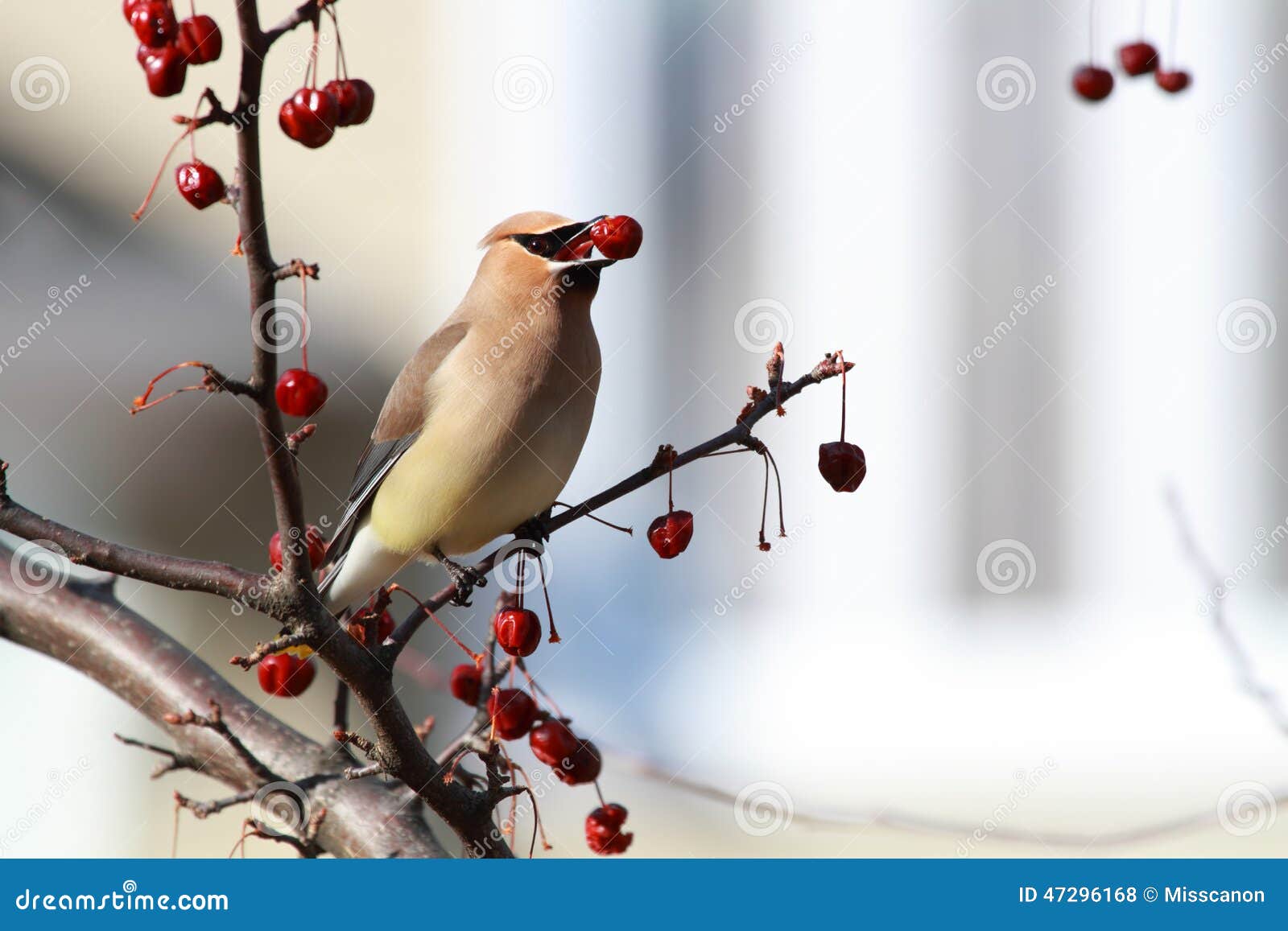Cedar waxwing bird stock photo. Image of tree, avian - 47296168