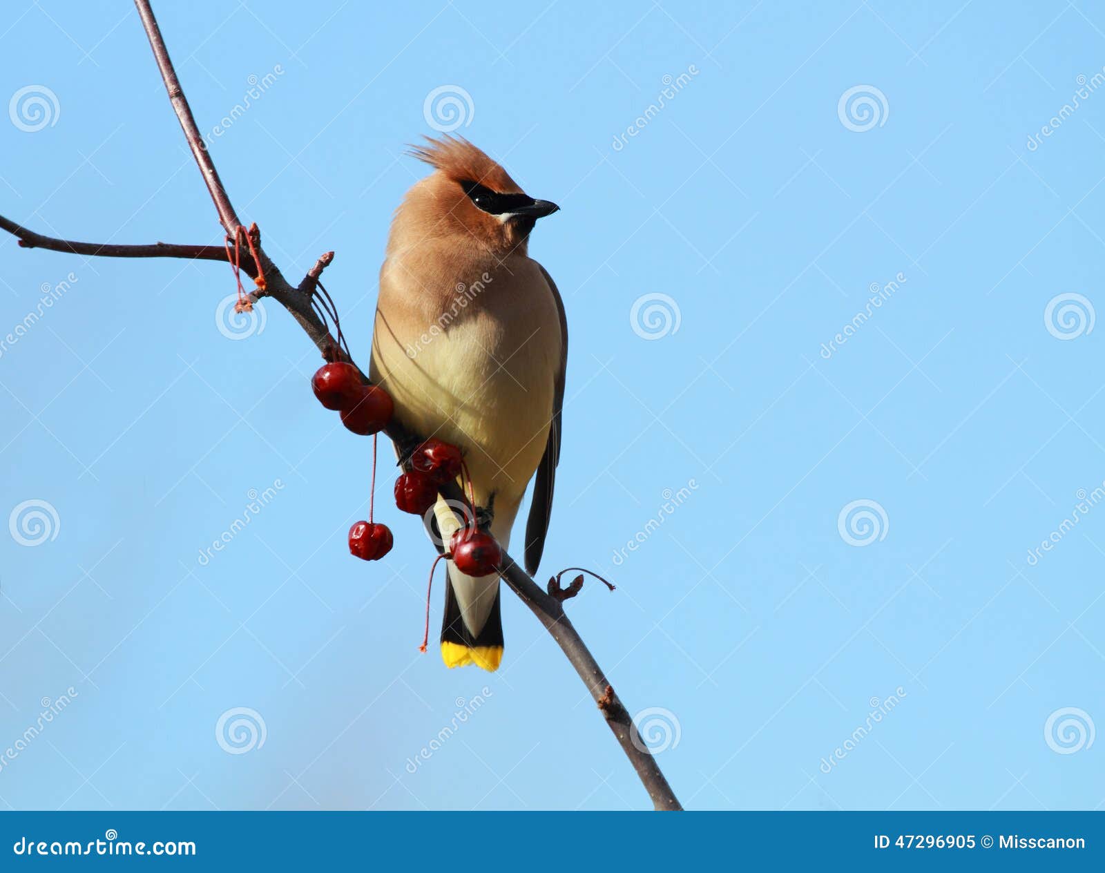 Cedar waxwing bird stock image. Image of cedar, bird - 47296905