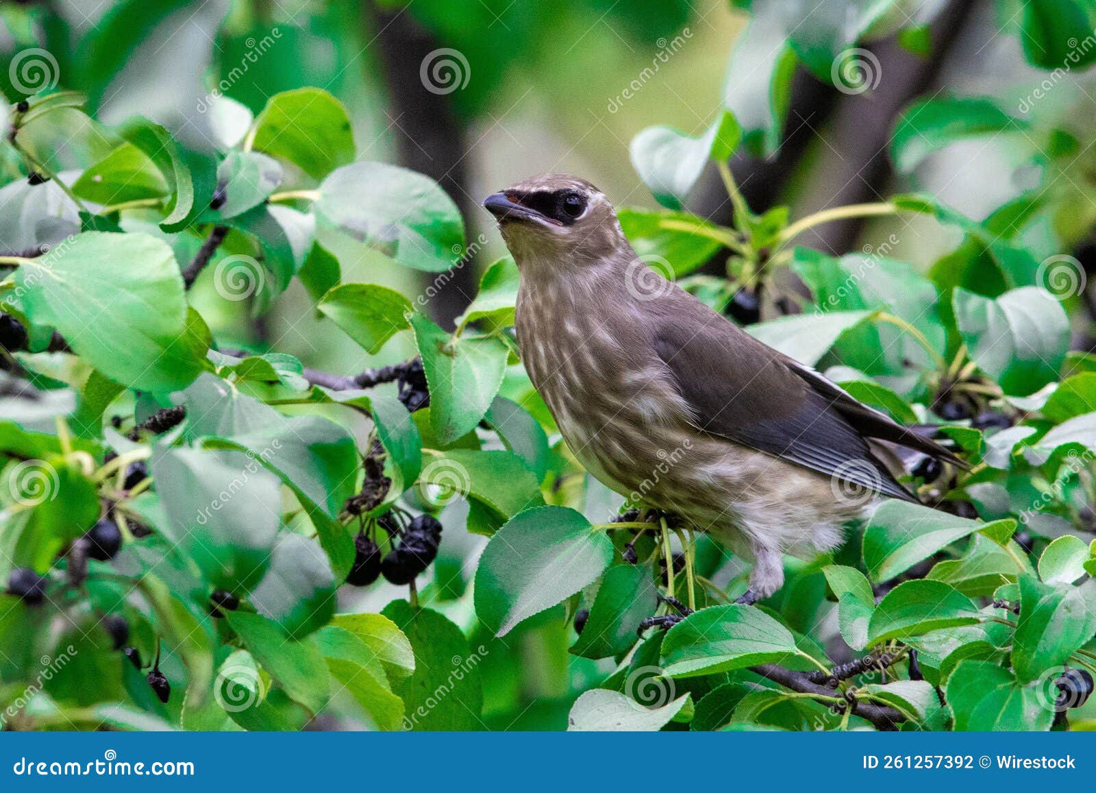 Cedar Waxwing Bird Perching on a Tree Stock Photo - Image of wild ...