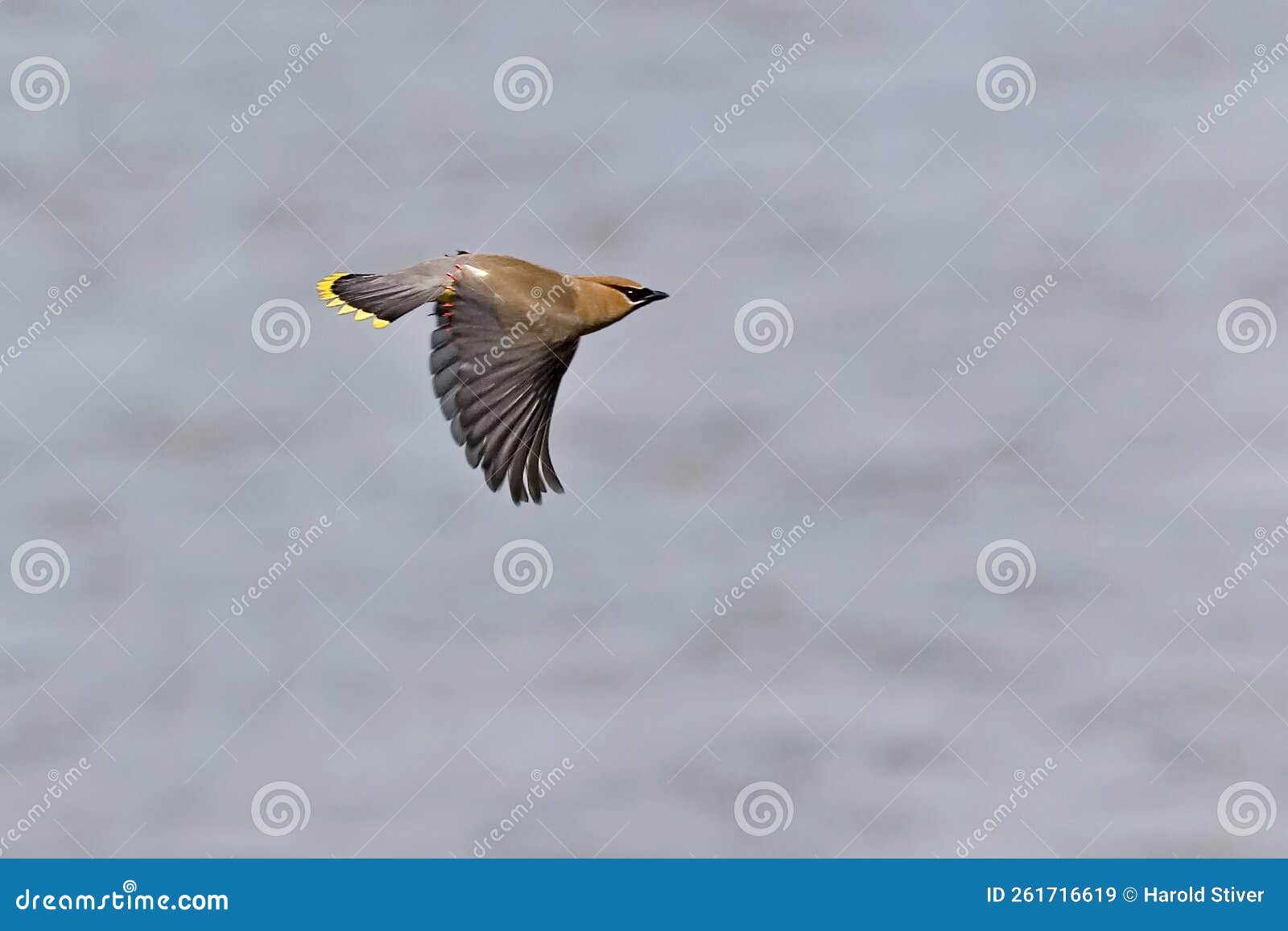 Cedar Waxwing, Bombycilla Cedrorum, in Flight Stock Image - Image of ...