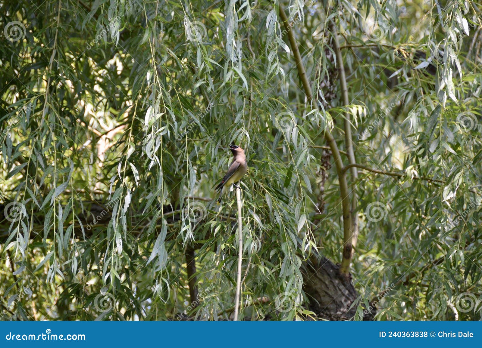 Cedar Waxwing (Bombycilla Cedrorum) Perched on Willow Tree Branch Stock ...