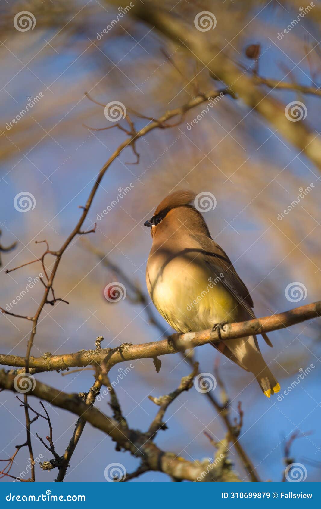 Cedar Waxwing Feeding on Tree Branch Stock Image - Image of dependent ...