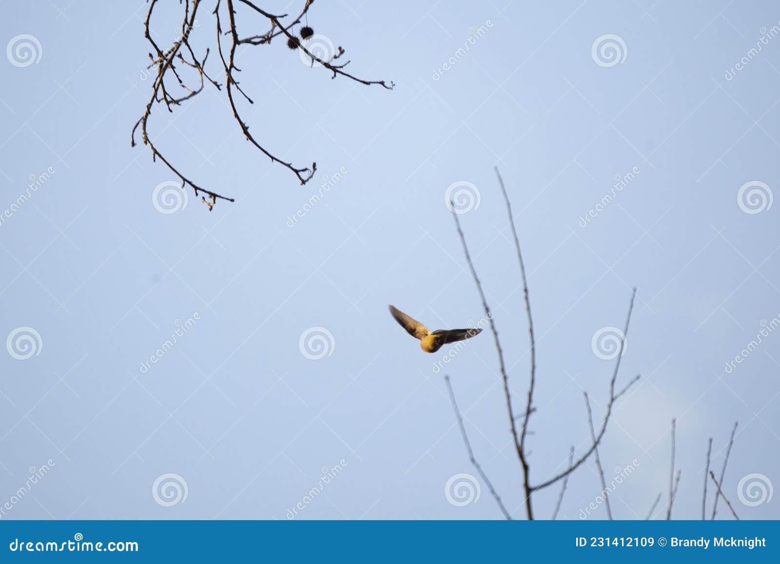 Cedar Waxwing in Flight stock image. Image of biology - 231412109