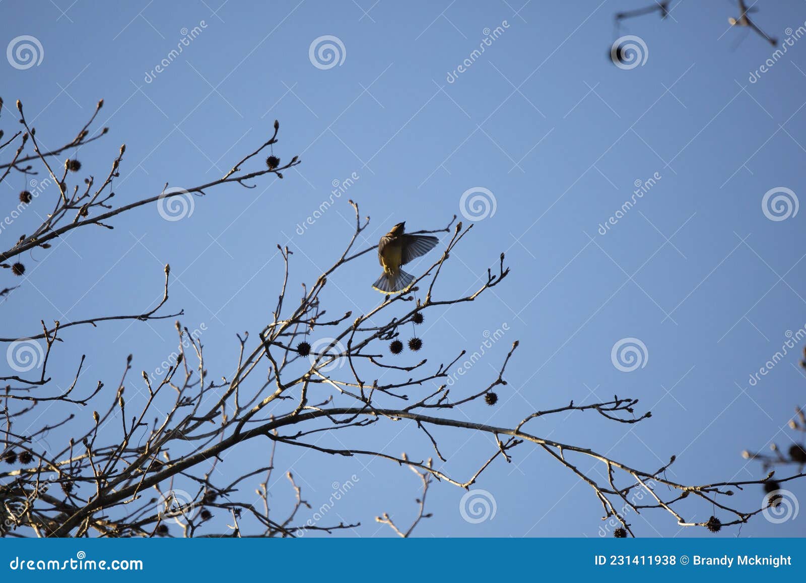 Cedar Waxwing in Flight stock photo. Image of aves, birding - 231411938