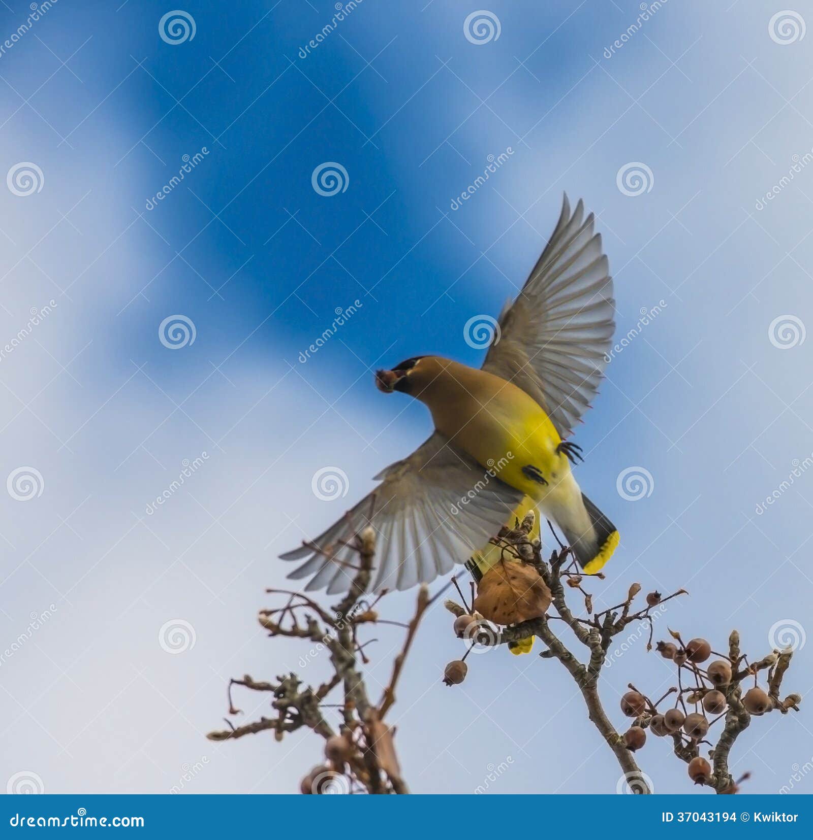 Cedar Waxwing flying stock photo. Image of cedar, waxwing - 37043194