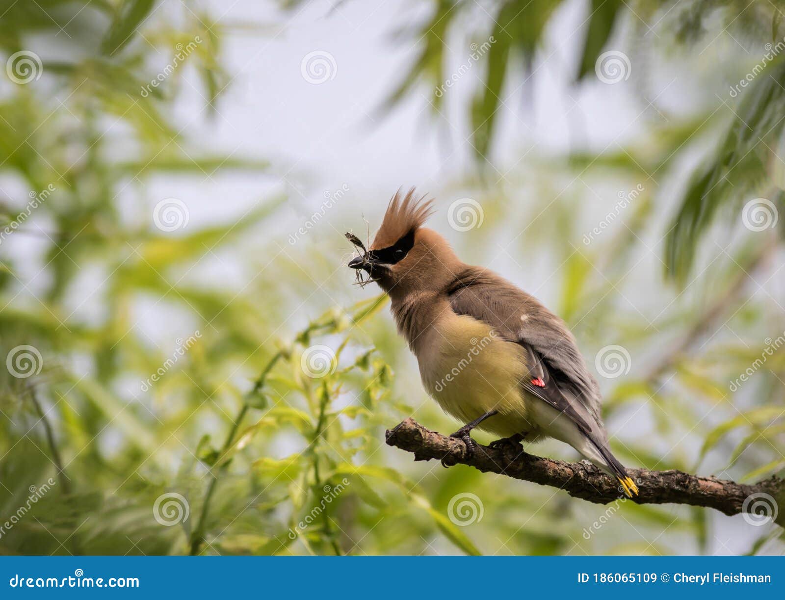 Cedar Waxwing Perched on Branch Puffed Feathers with Nesting Material ...