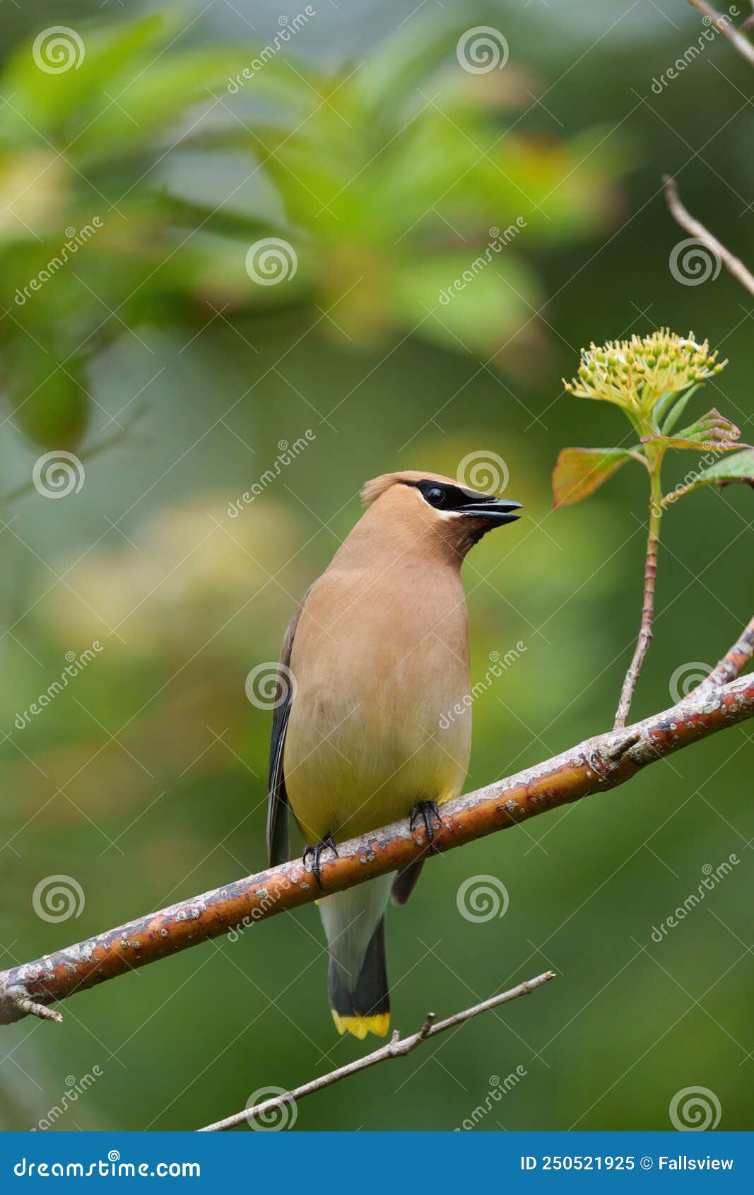 Cedar Waxwing Resting on Tree Branch Stock Image - Image of open ...