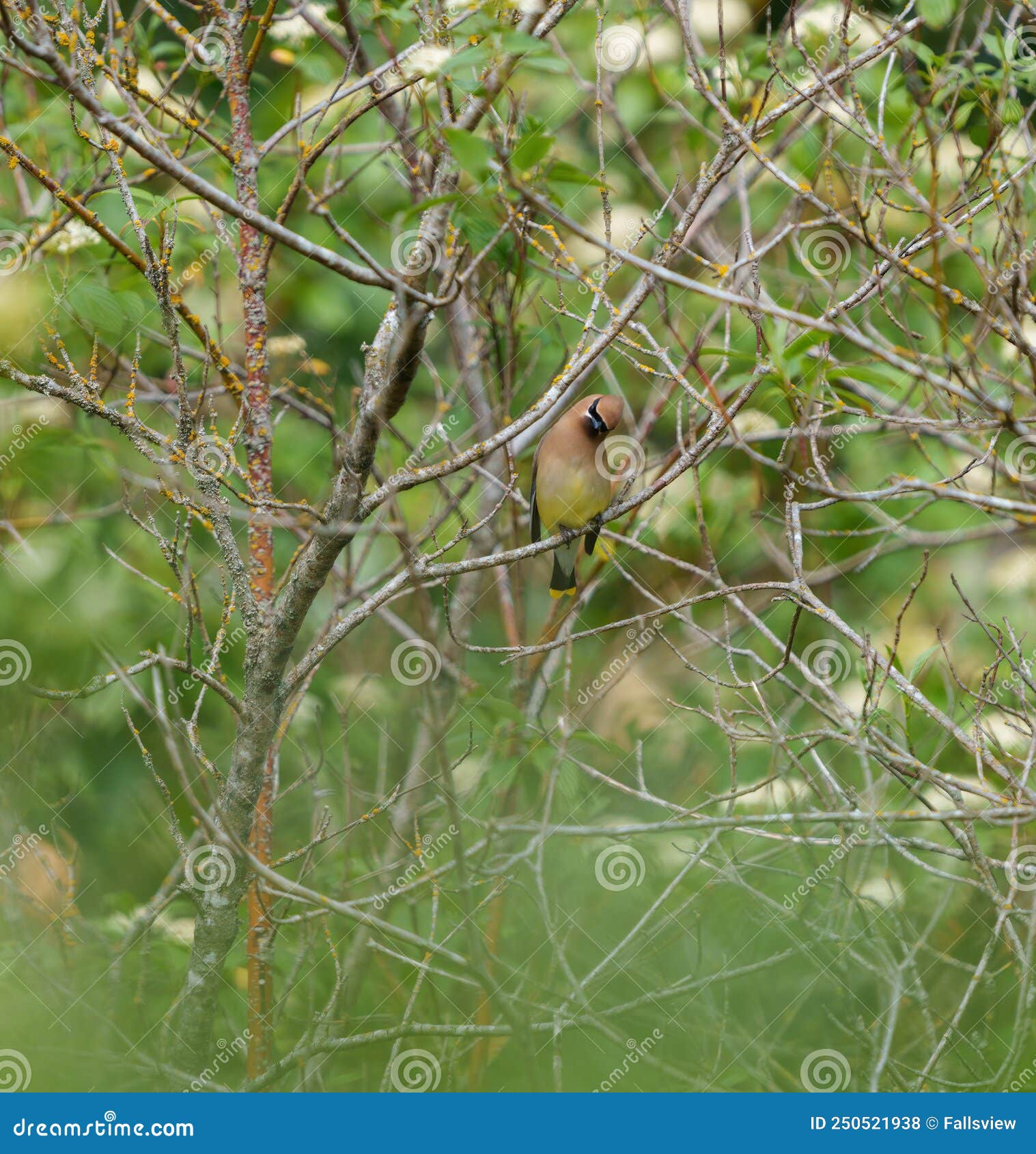 Cedar Waxwing Resting on Tree Branch Stock Photo - Image of resting ...