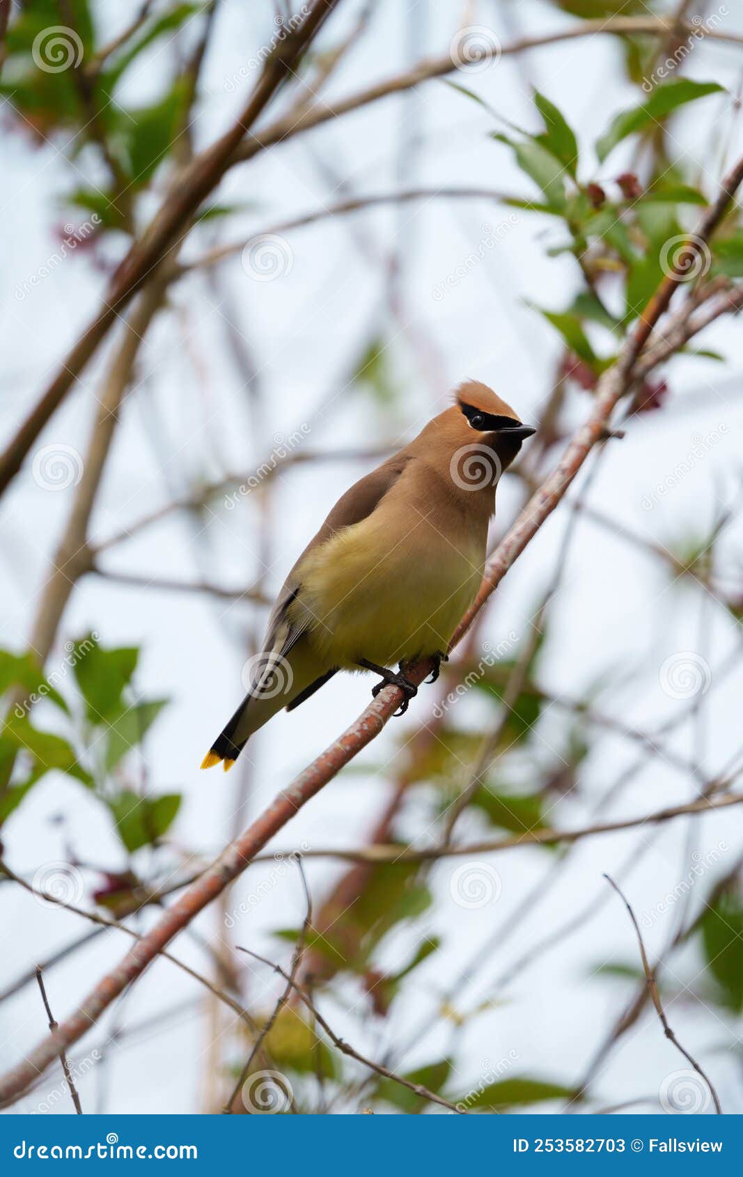 Cedar Waxwing Resting on Tree Branch Stock Image - Image of adults ...