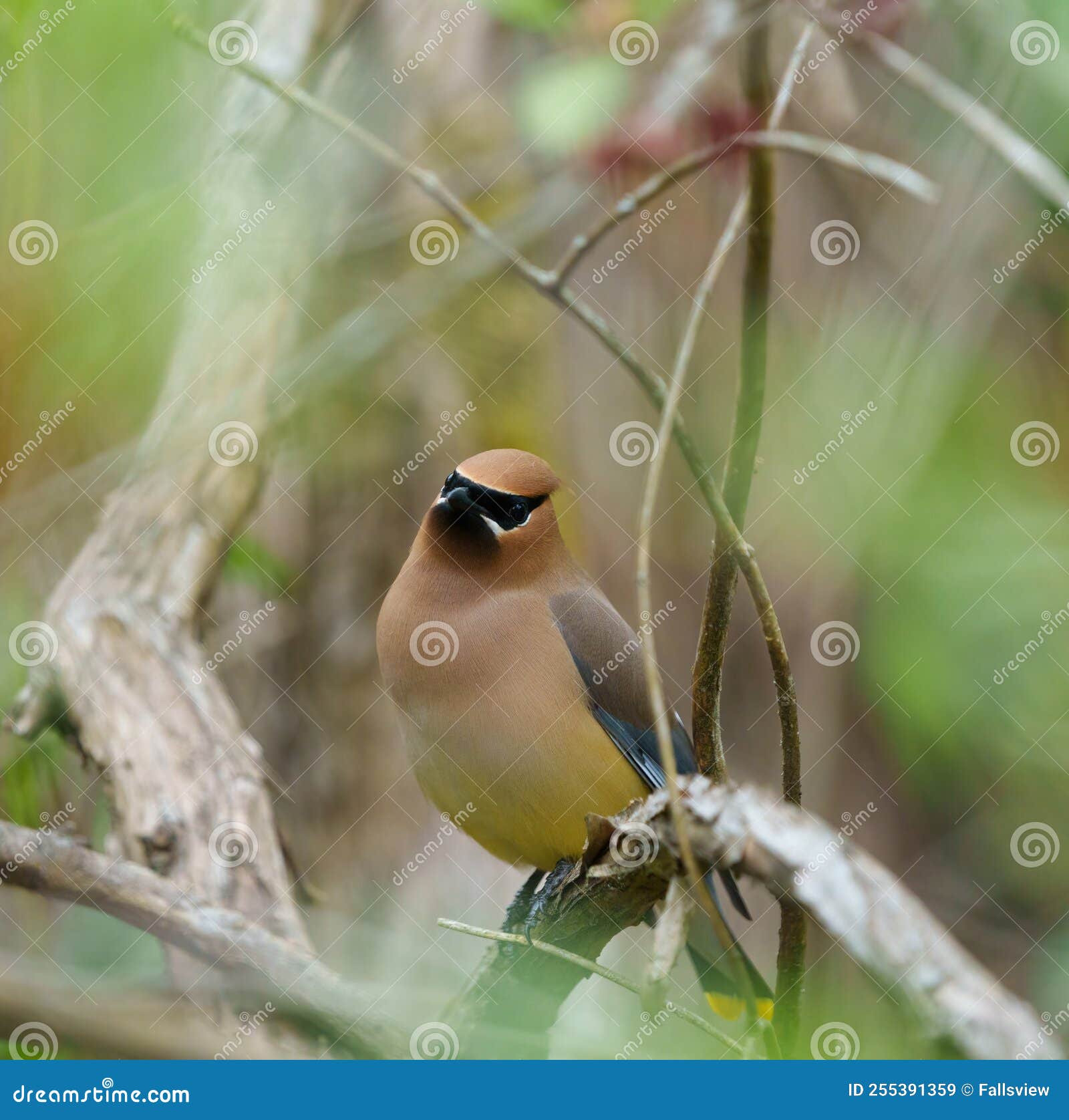 Cedar Waxwing Resting on Tree Branch Stock Image - Image of plump ...