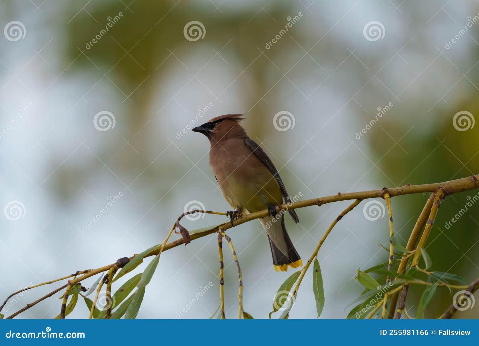 Cedar Waxwing Resting on Tree Branch Stock Photo - Image of breast ...