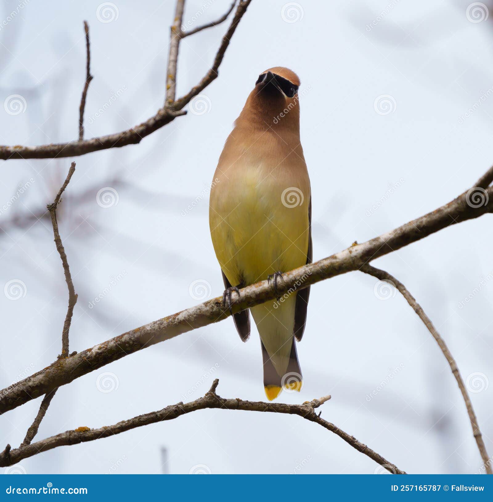 Cedar Waxwing Resting on Tree Branch Stock Image - Image of distinctive ...