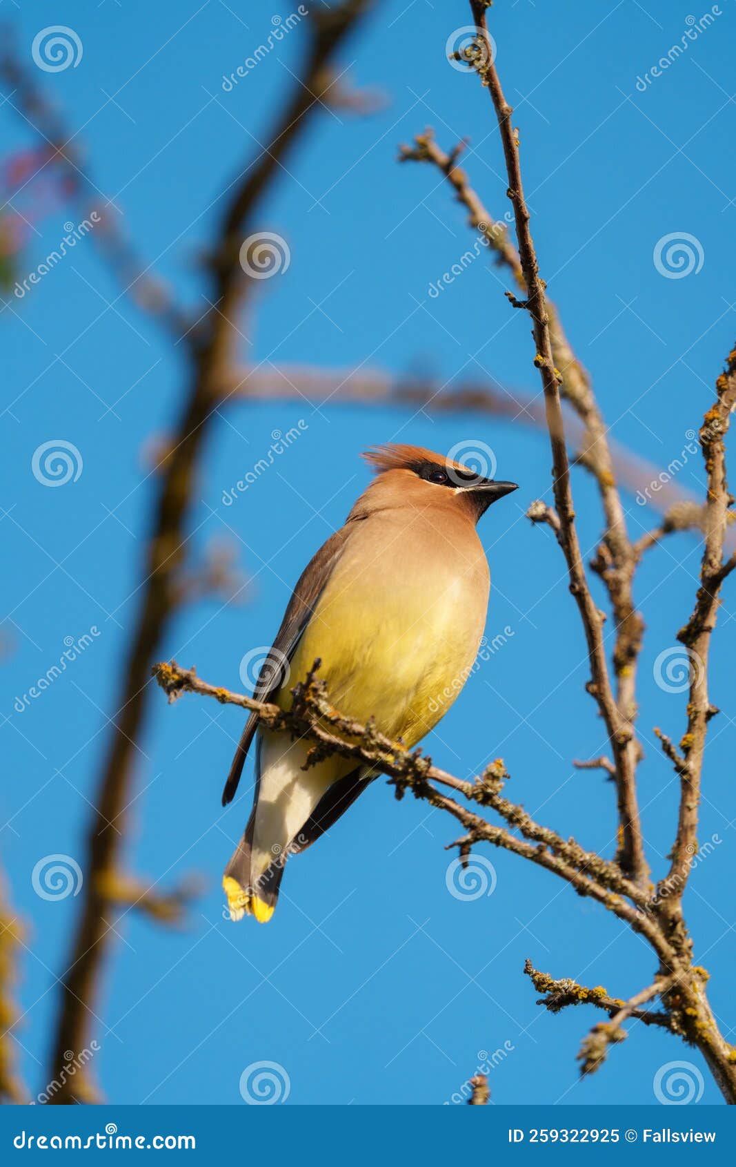 Cedar Waxwing Resting on Tree Branch Stock Image - Image of highpitched ...
