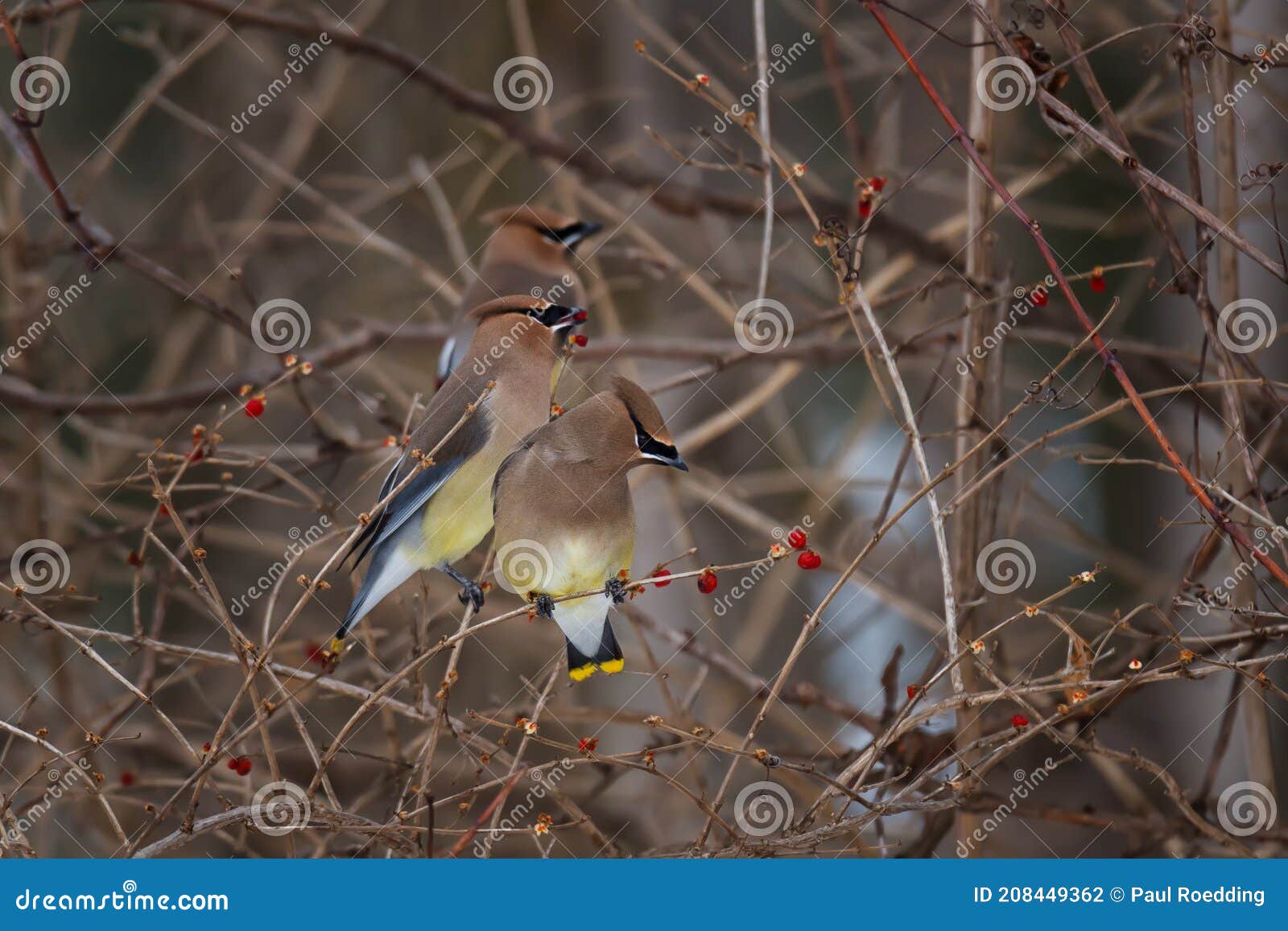 Cedar Waxwings Feeding on Berries. Stock Photo - Image of berries ...