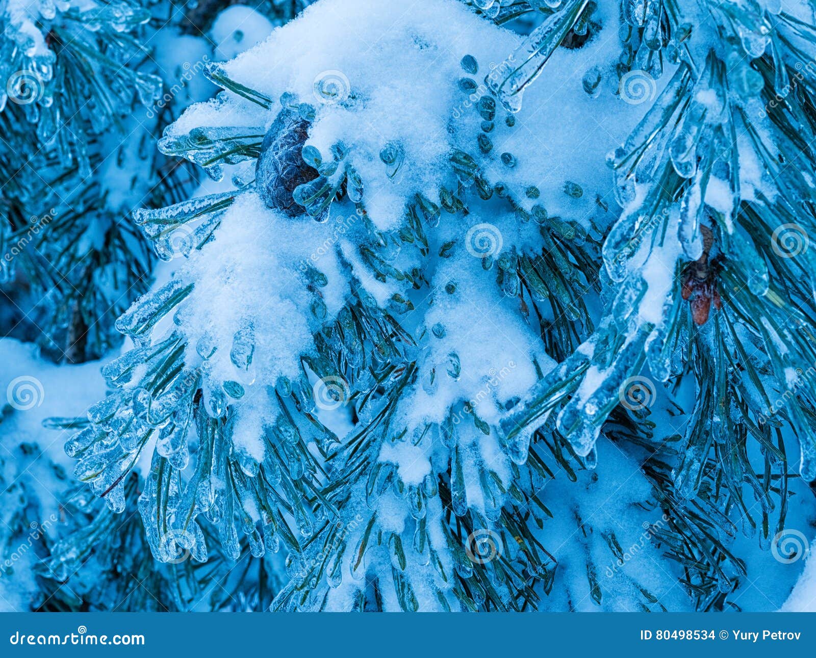 Cedar in Winter with Snow and Ice. Stock Photo - Image of plant, spruce ...