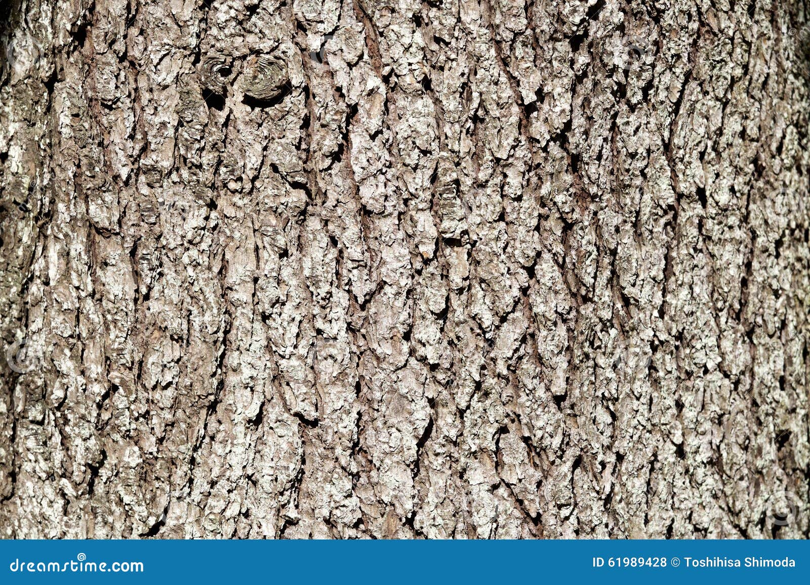 Wood And Bark Cells Of A Sudanese Frankincense Tree, Boswellia ...