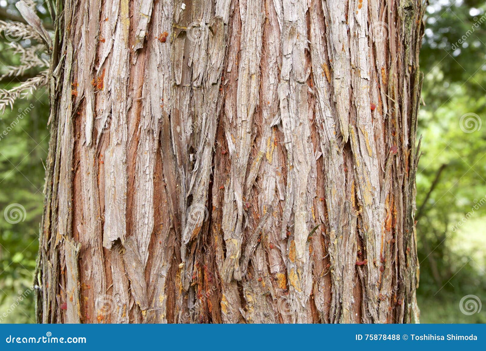 Cedar wood bark stock photo. Image of cracked, rough - 75878488