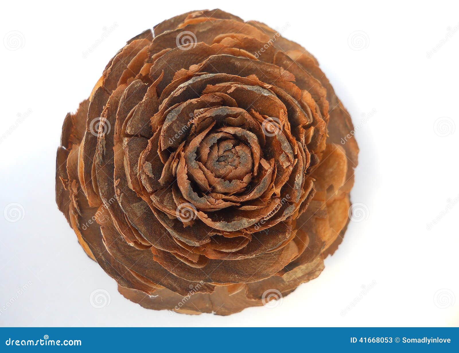 Cedar Wood Rose Cone stock image. Image of background - 41668053