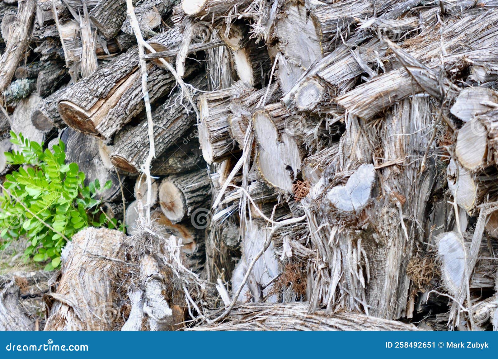Cedar Woodpile Unsplit Foliage Growing Stock Image - Image of foliage ...