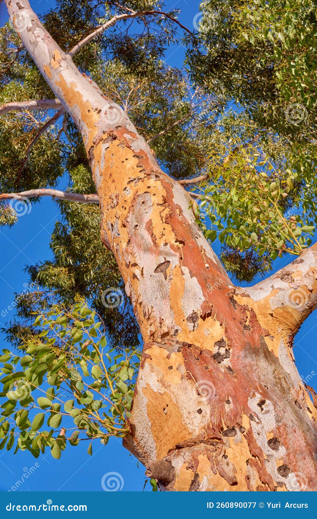 Cedarberg Wilderness Area - South Africa Stock Image - Image of western ...