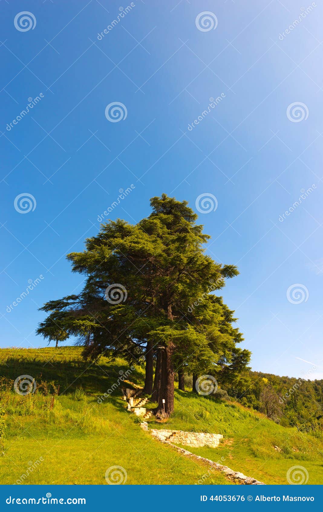 Cedars of Lebanon - Cedrus Libani Stock Photo - Image of hill, giant ...