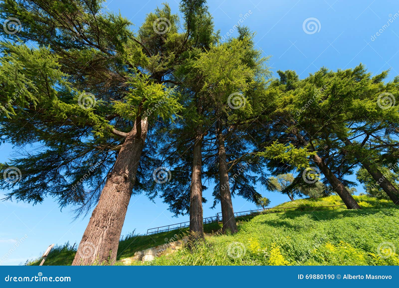 Cedars of Lebanon - Cedrus Libani Stock Photo - Image of lebanon ...