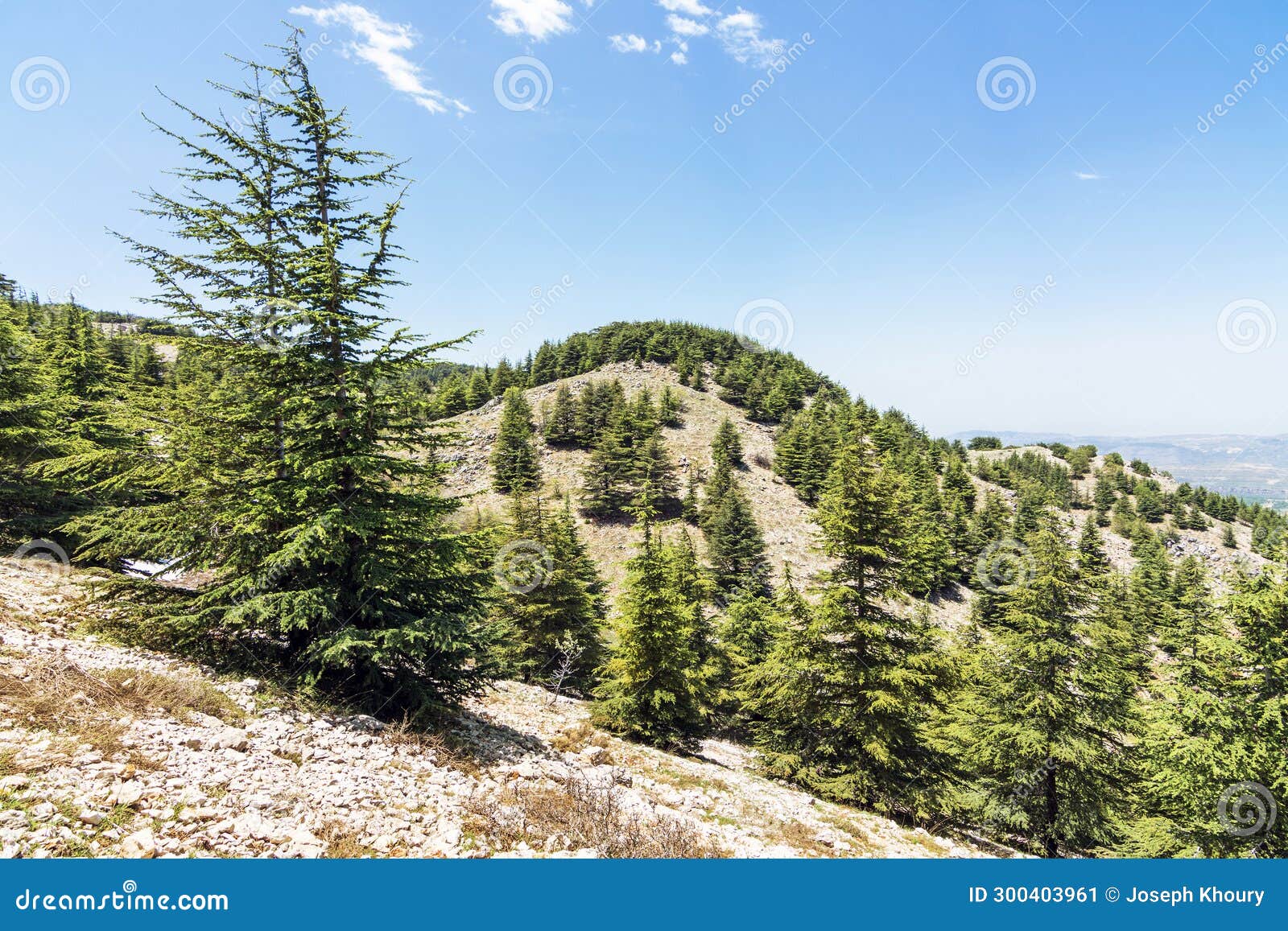 Cedars of Mount Lebanon, Shouf Biosphere Reserve Cedar Forest, Barouk ...