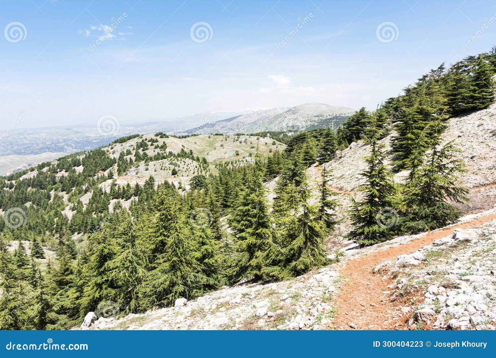 Cedars of Mount Lebanon, Shouf Biosphere Reserve Cedar Forest, Barouk ...