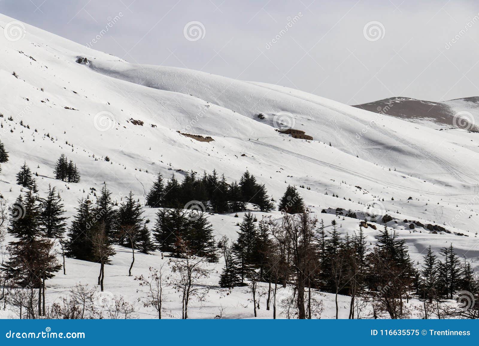 The Cedars in Lebanon in the Winter of 2018 Stock Image - Image of ...