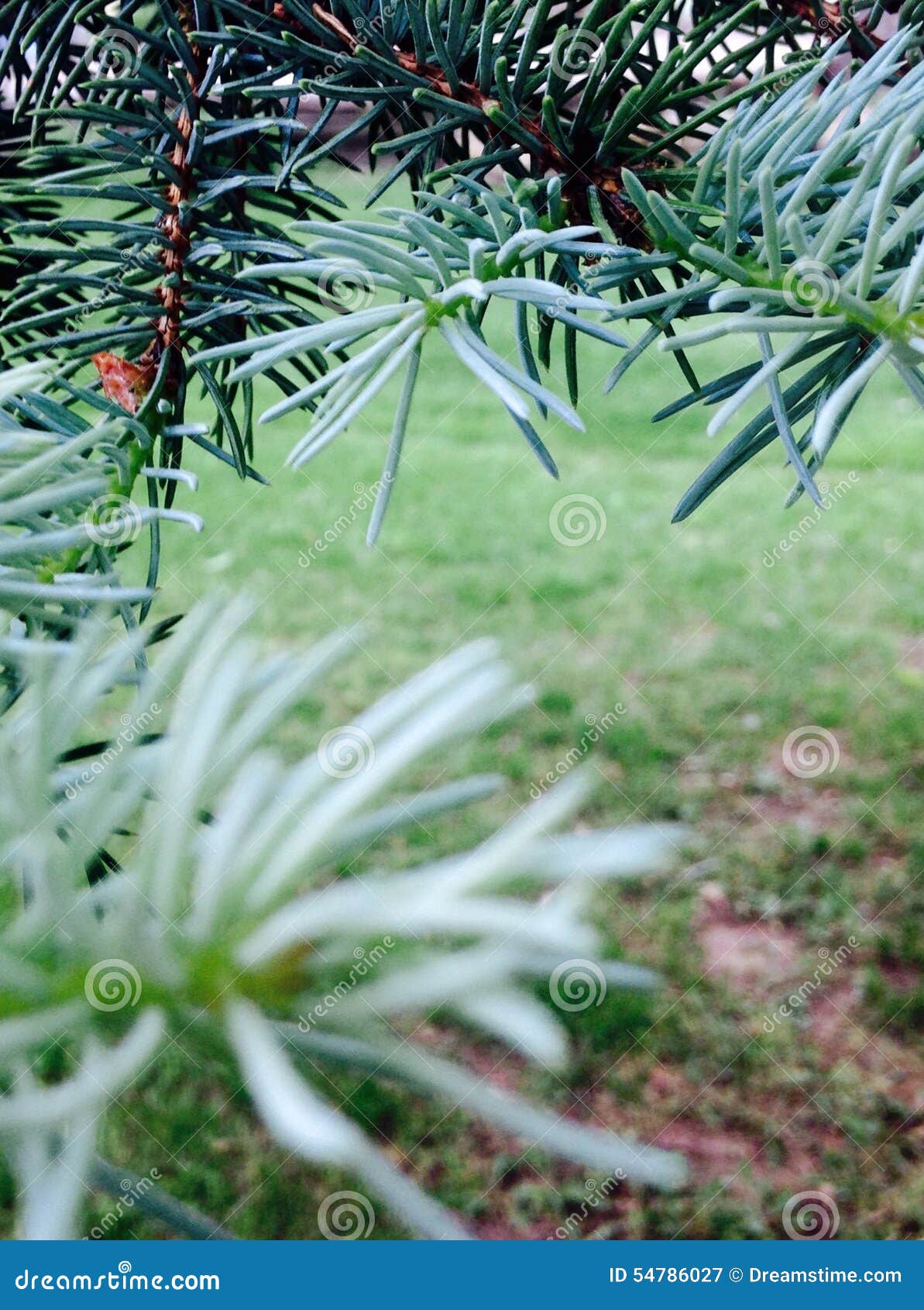 Ceder tree stock image. Image of tree, ceder, angle, right - 54786027