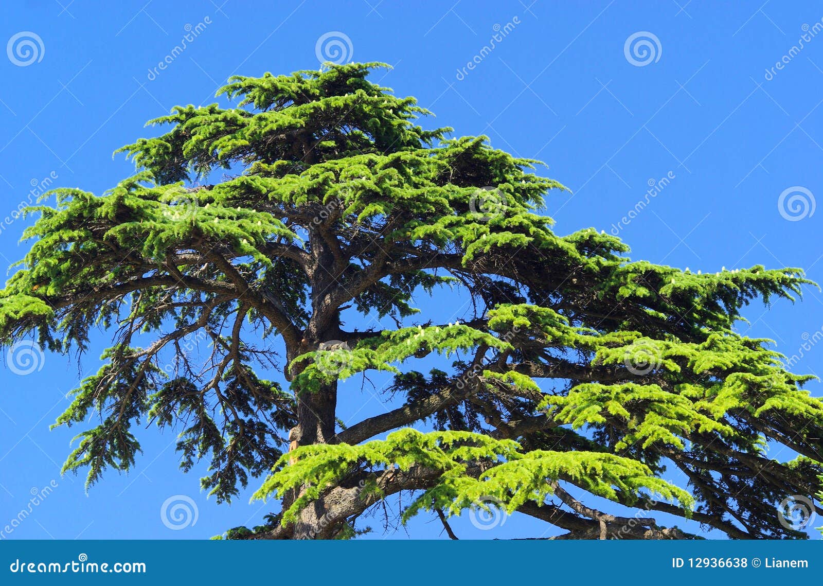 Cedr zdjęcie stock. Obraz złożonej z natura, shiners - 12936638