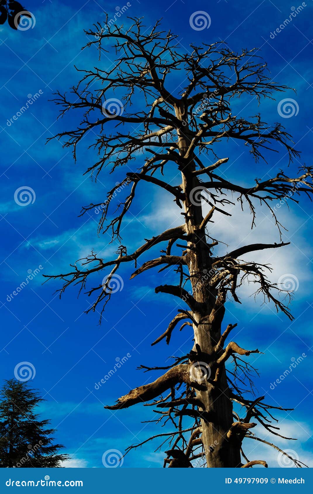 Cedre Gouraud stock image. Image of gouraud, cedre, gouroud - 49797909