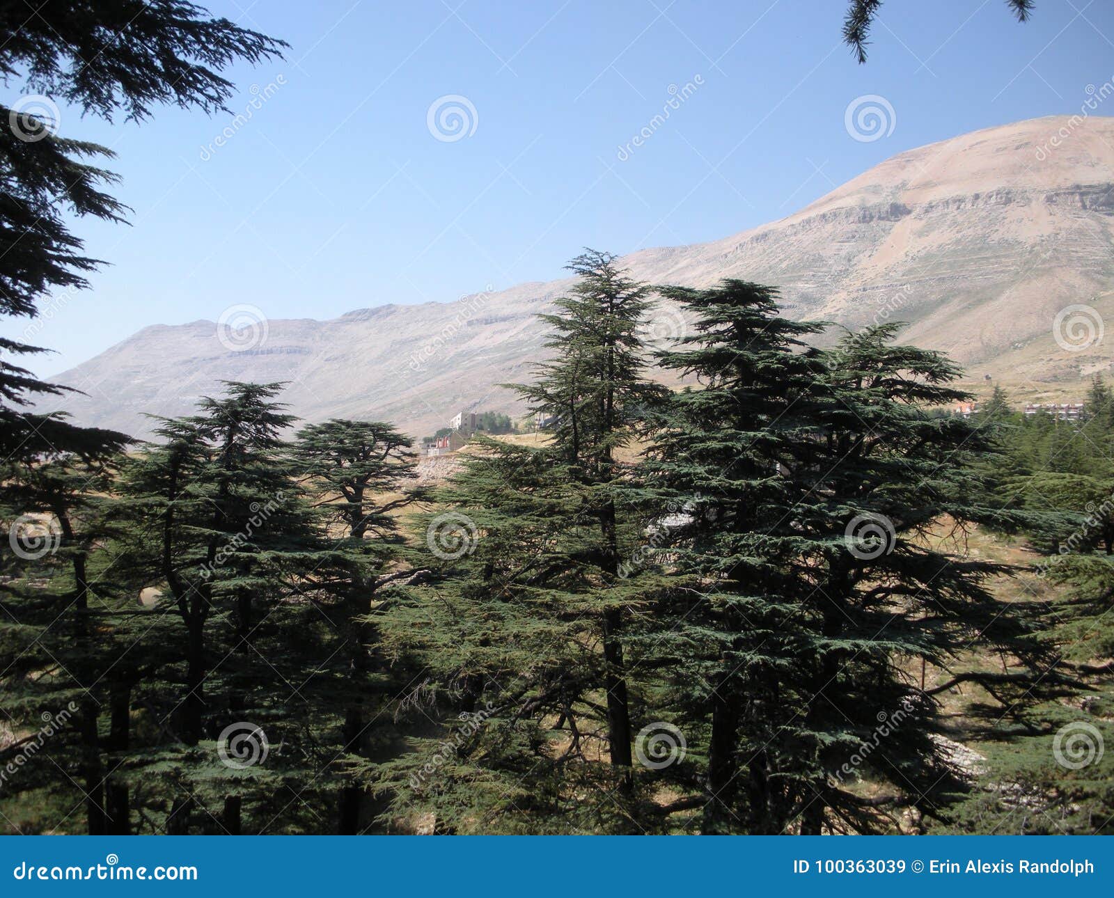 Cedri del Libano immagine stock. Immagine di levante - 100363039