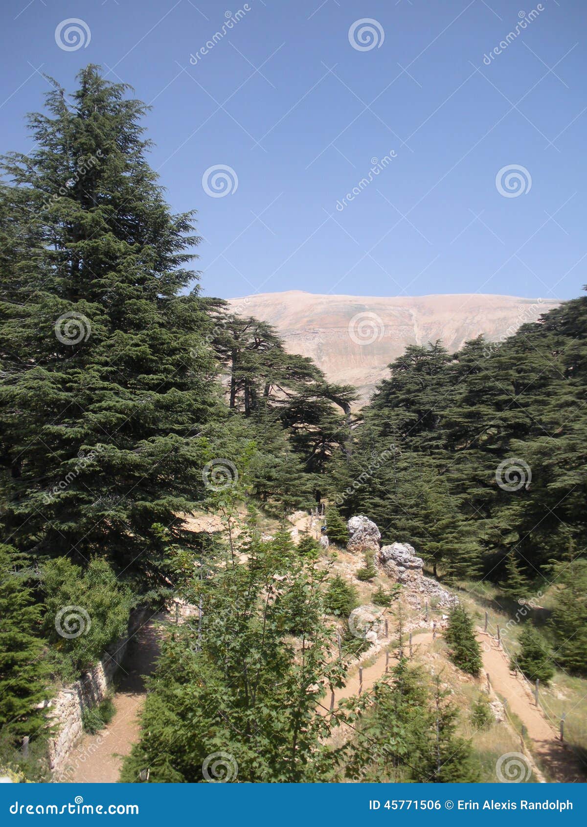 Cedri del Libano fotografia stock. Immagine di sempreverde - 45771506