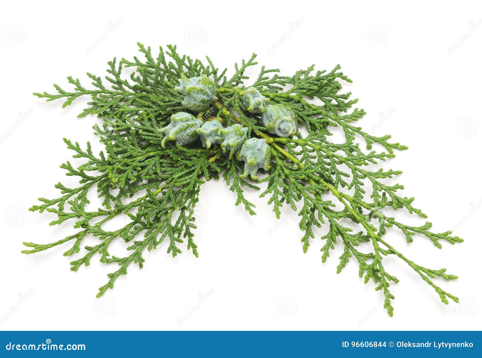 Cedro blanco foto de archivo. Imagen de ciprés, cedro - 96606844