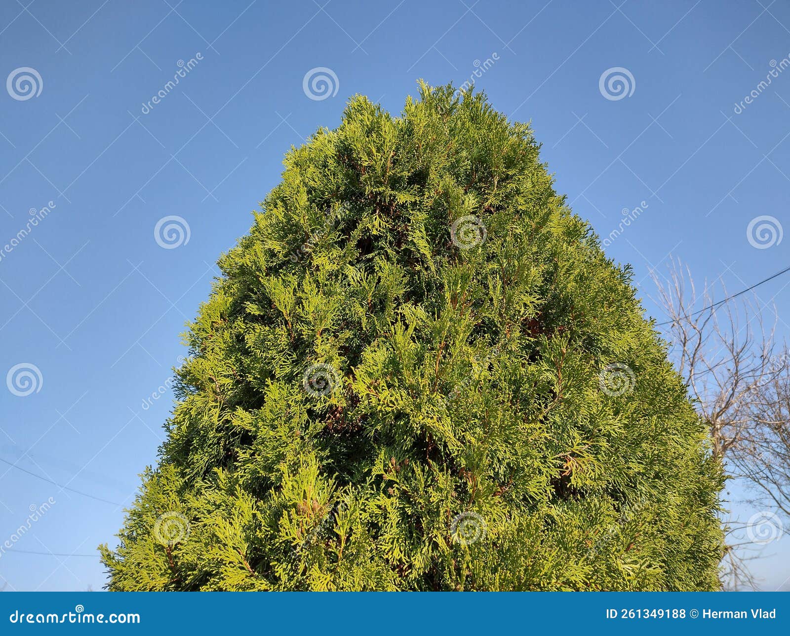 Cedro Blanco Del Norte. Thuja Occidentalis Foto de archivo - Imagen de ...