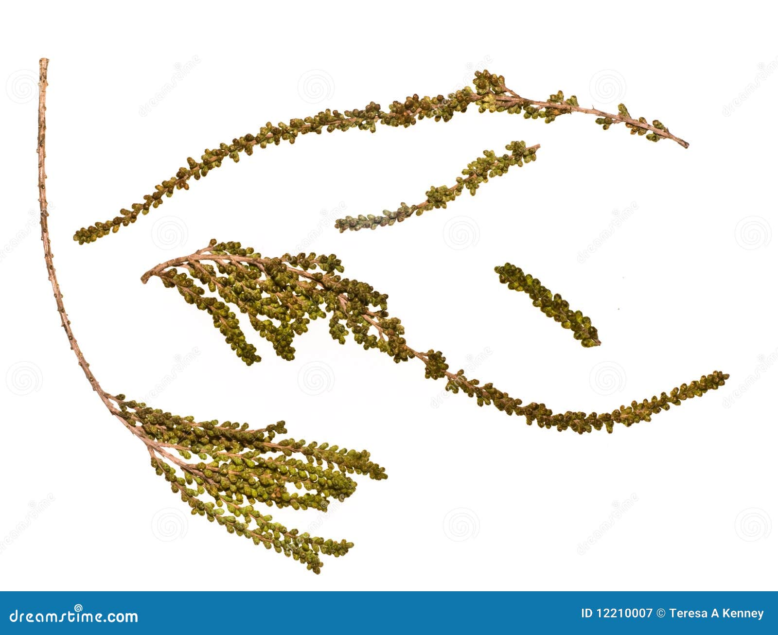 Cedro de incenso no branco imagem de stock. Imagem de incenso - 12210007