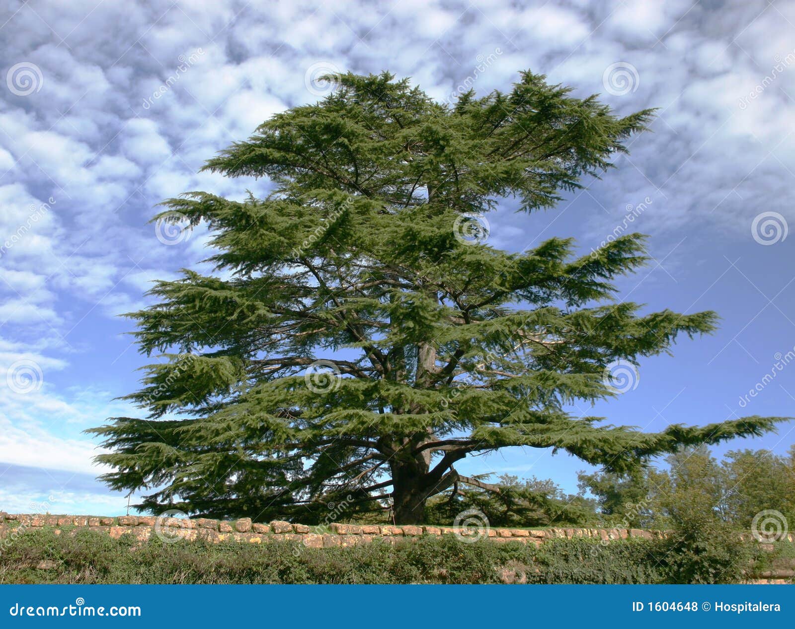 Cedro de Líbano foto de archivo. Imagen de cedro, azul - 1604648