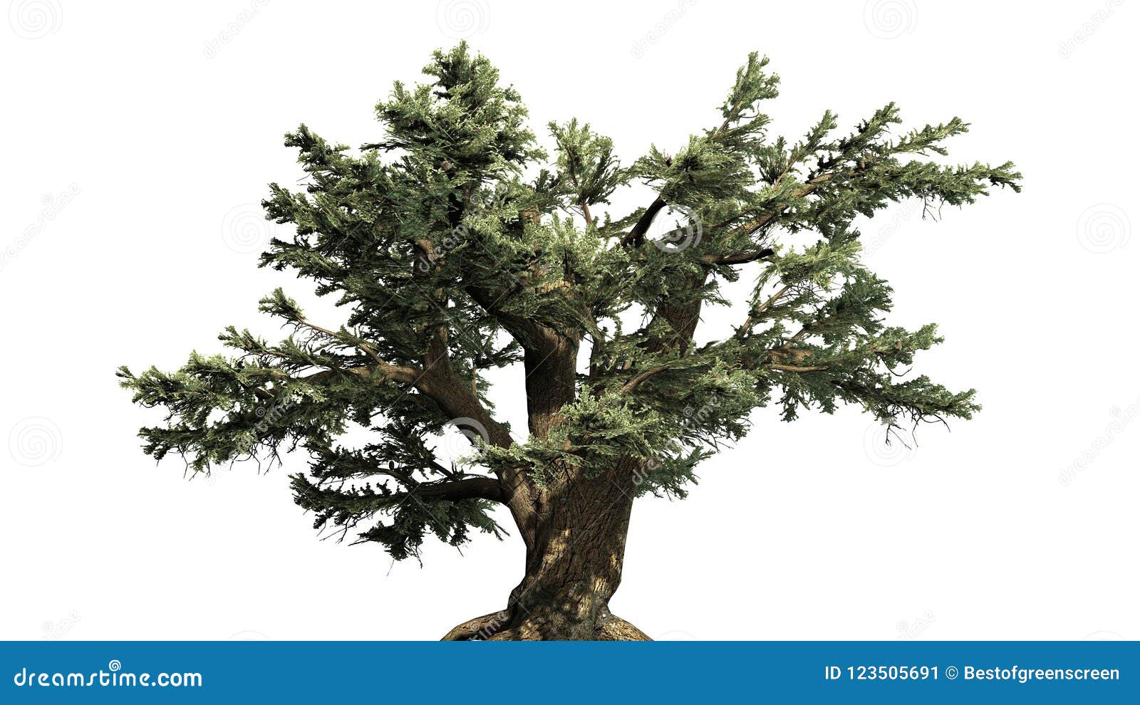 Cedro del árbol de Líbano stock de ilustración. Ilustración de cubo ...