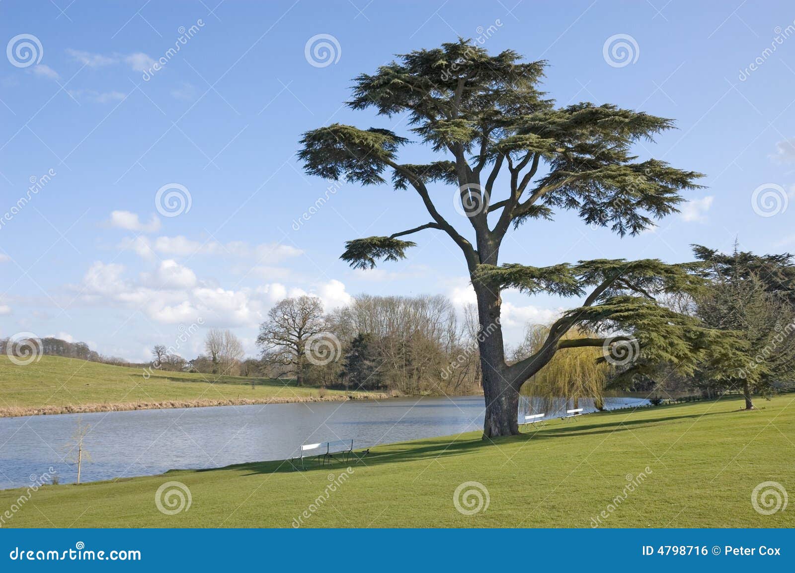 Cedro del Libano fotografia stock. Immagine di fresco - 4798716