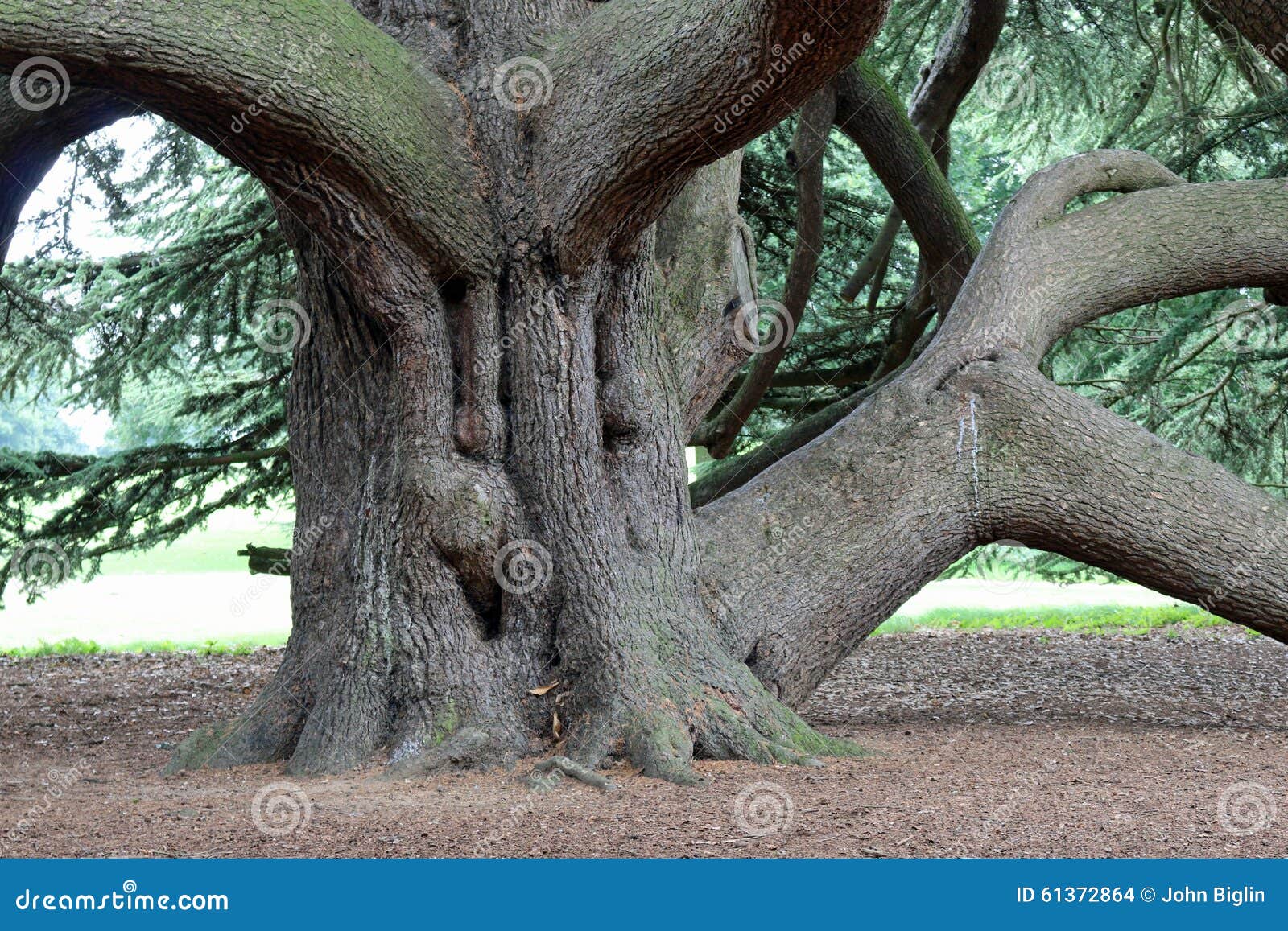 Cedro del tronco di Libano fotografia stock. Immagine di fogli - 61372864
