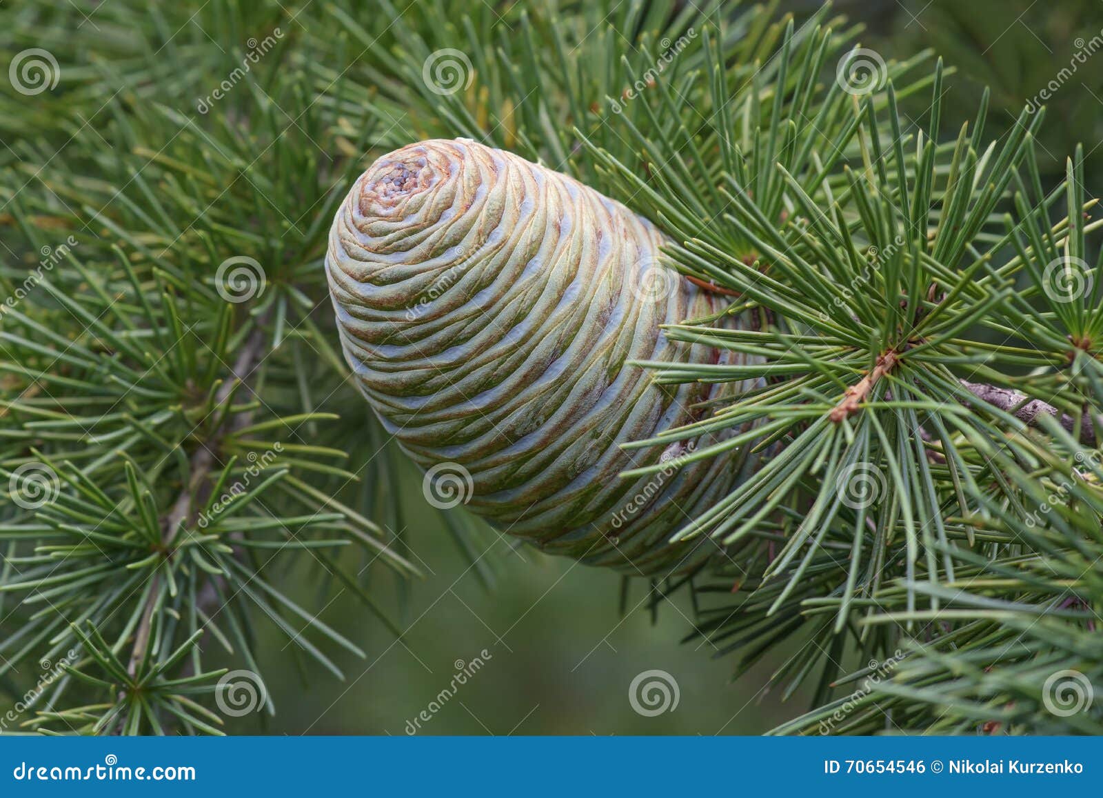 Cedro deodara fotografia stock. Immagine di cono, albero - 70654546