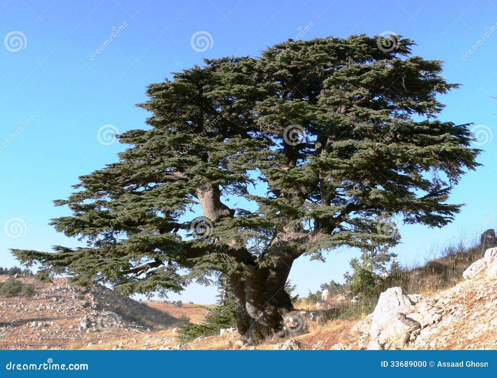 Cedro libanese. fotografia stock. Immagine di orientale - 33689000