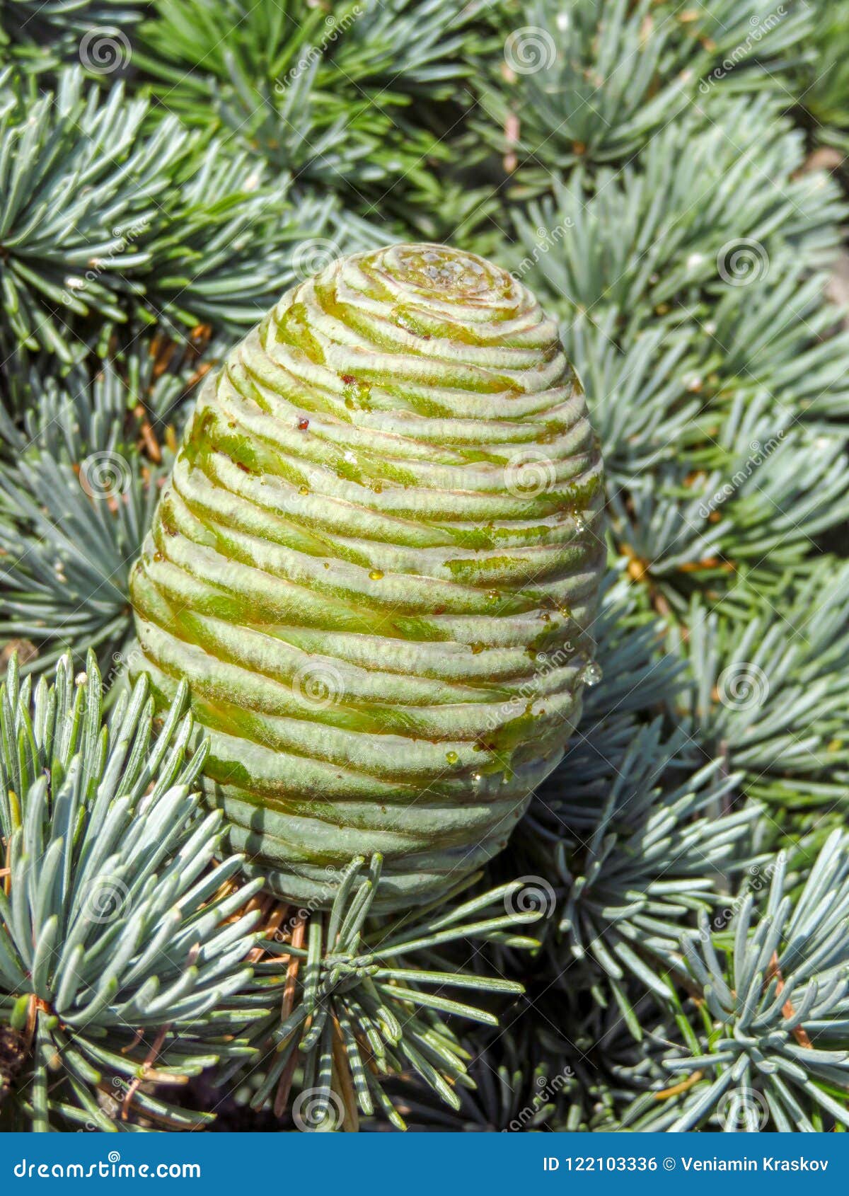 Cedro verde joven del cono foto de archivo. Imagen de perenne - 122103336