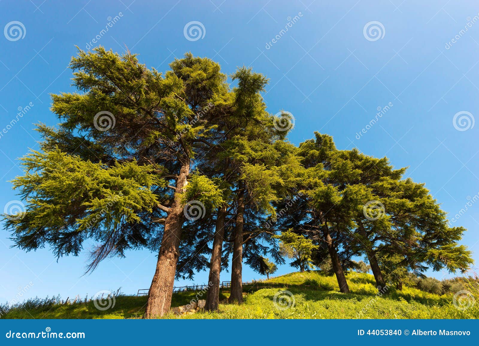 Cedros De Líbano - Cedrus Libani Foto de archivo - Imagen de hojas ...